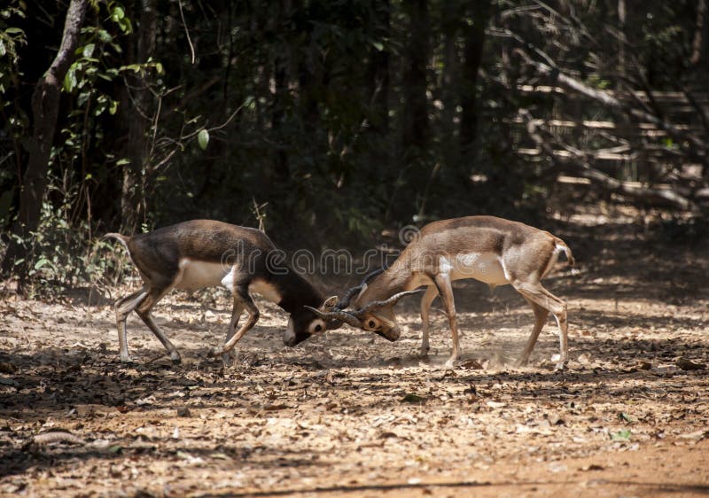 Dear Fighting in Dry Forest. Stock Image - Image of breath, fallow ...