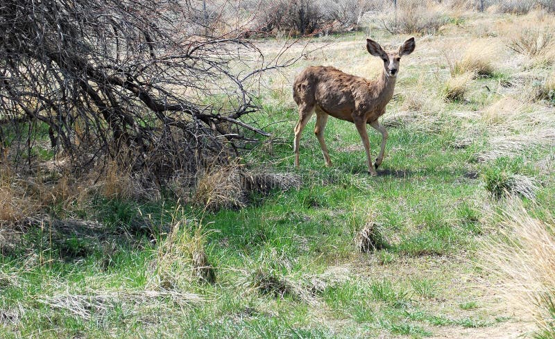 Dear grazing outdoors. stock photo. Image of trees, open - 64618670