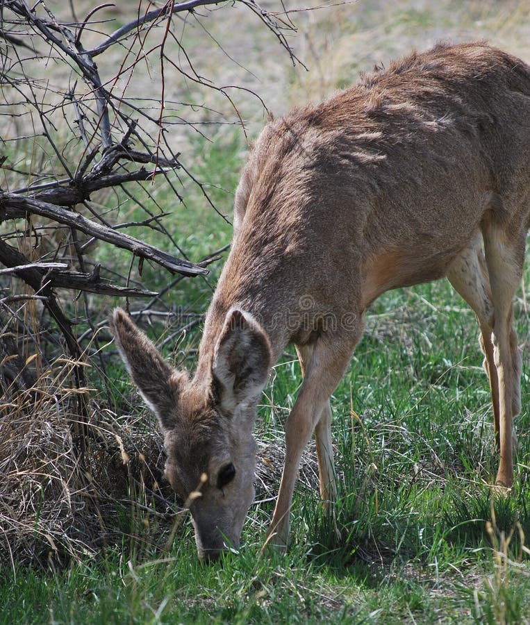 Dear grazing outdoors. stock photo. Image of nature, open - 64618690
