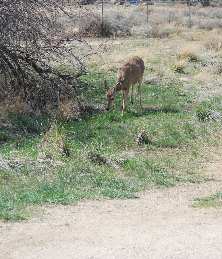 Dear grazing outdoors. stock image. Image of outdoors - 64618695