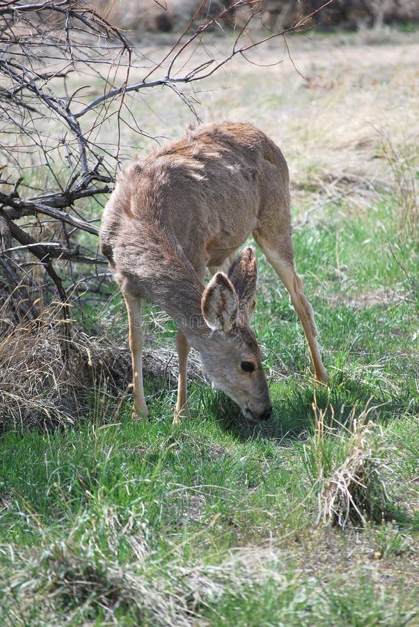 Dear grazing outdoors. stock photo. Image of ears, trees - 64618712