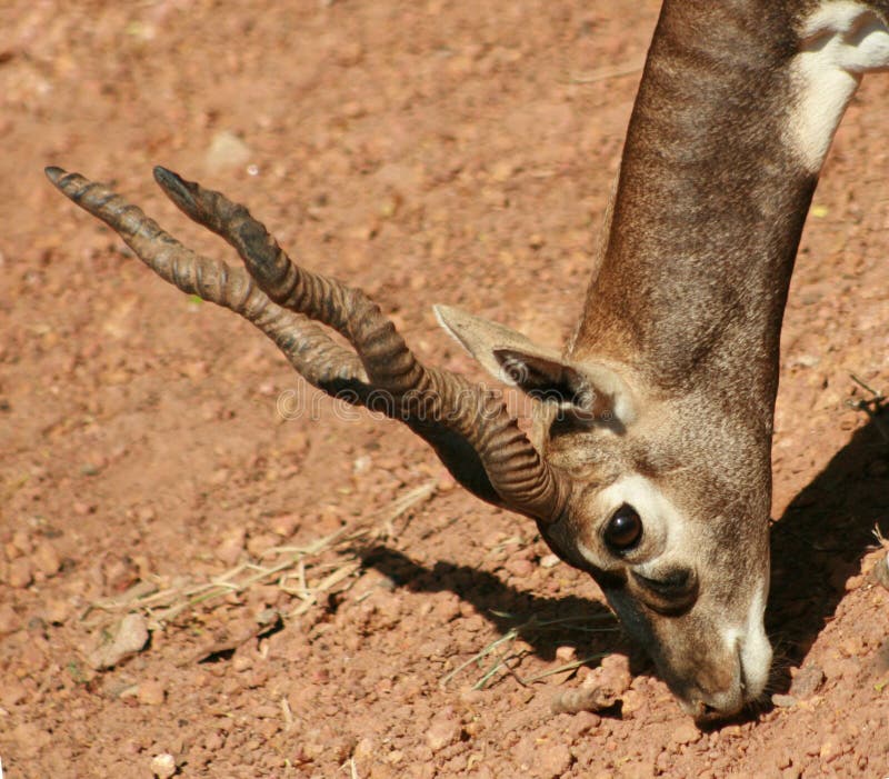 Dear Head stock photo. Image of animals, deer, forest - 19121828