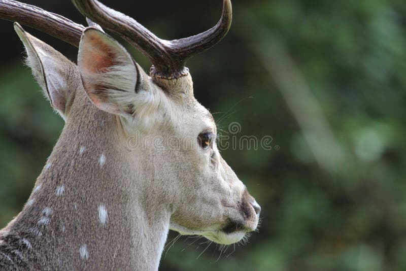 Dear stock image. Image of horn, fauna, grass, deer, dear - 61815645
