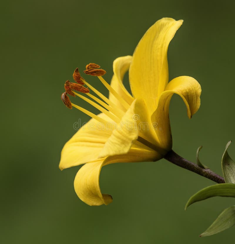 Dear Lily stock photo. Image of macro, bloom, beautiful - 79010120