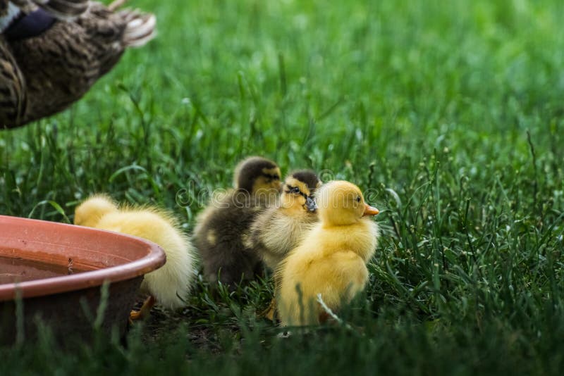 Dear Little Baby Running Ducks in Green Grass Stock Photo - Image of ...