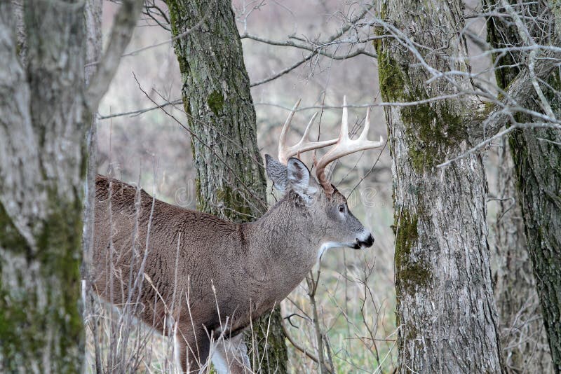 Dear stock image. Image of autumn, bush, field, forest - 50863441