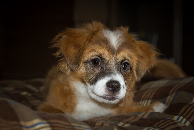 Dear puppy stock photo. Image of white, young, lady, animal - 38169092