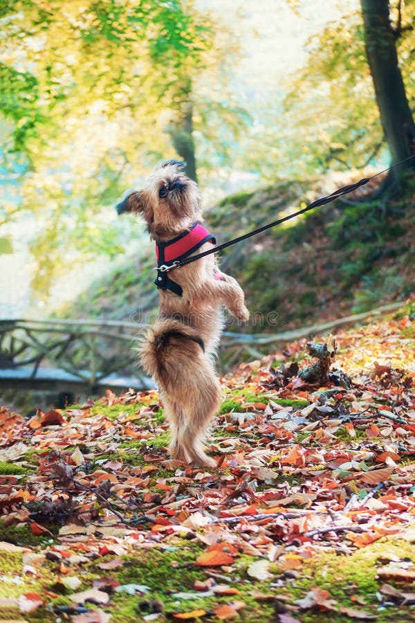 Dear Puppy Brussels Griffon Poses for the Camera in the Garden Stock ...