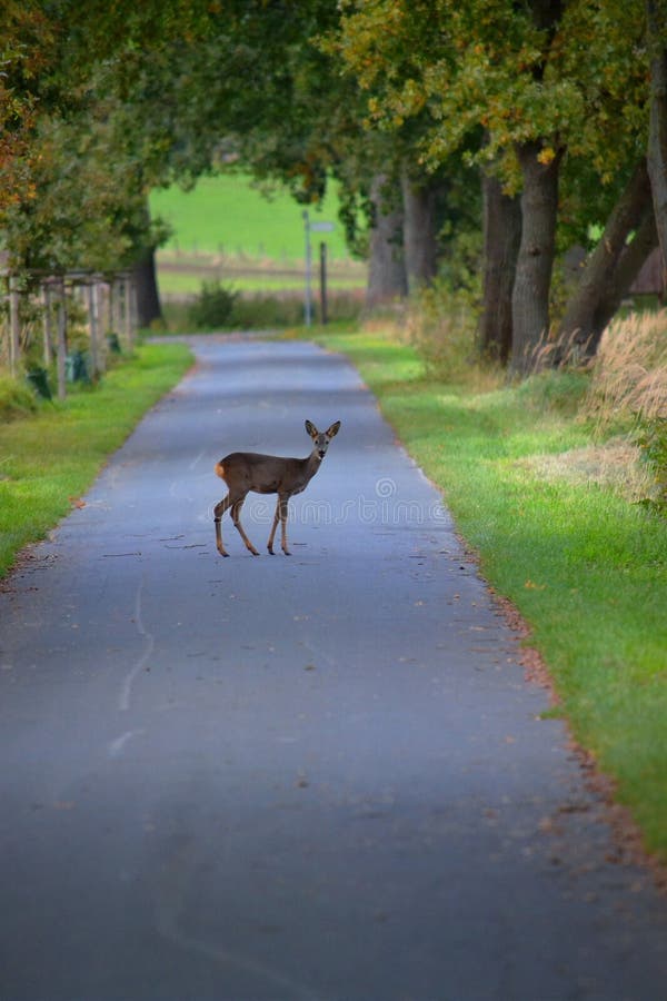 Dear shot stock photo. Image of road, dear, wild, shot - 344655786