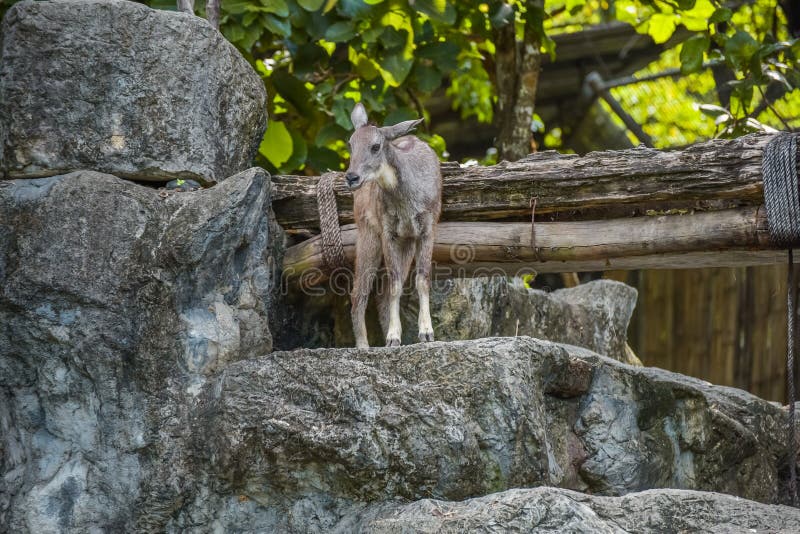 Small Dear Standing on White Background with Clipping Path Stock Image ...