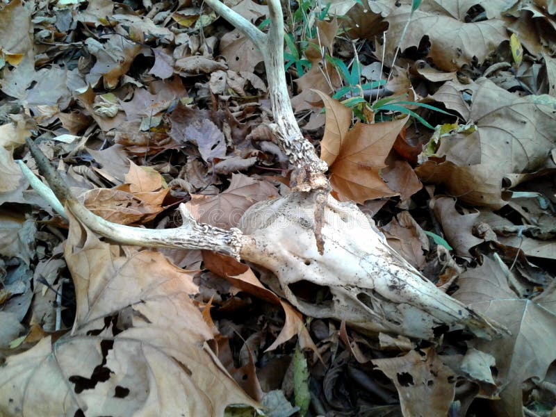 Deer Skull on the Forest Floor on Dry Leaves Fall Leaves Stock Photo ...