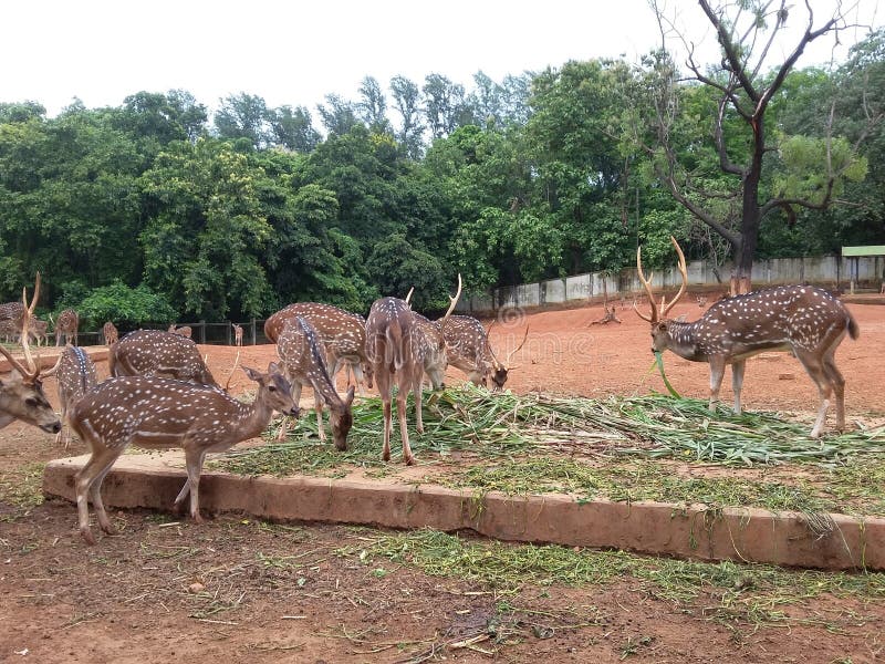 Dear stock image. Image of happy, eating, dear - 114627223