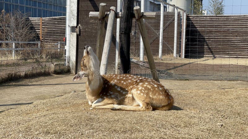 Dear stock image. Image of dears, zooanimal, animal - 219775289