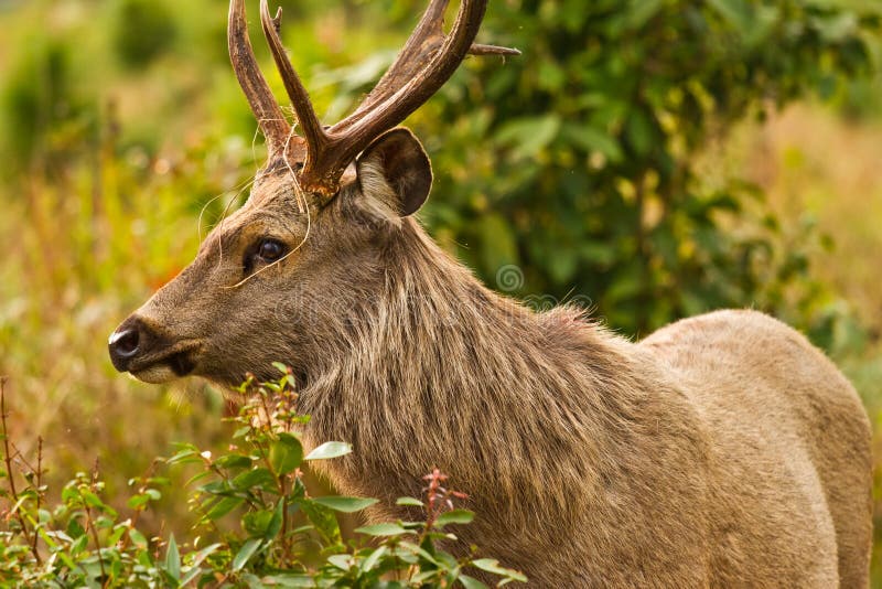Dear in the Tropical Forest Stock Photo - Image of brown, eyes: 20587700