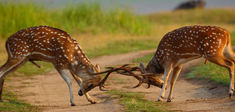 Dear stock image. Image of yoga, watching, jungle, giant - 86079525
