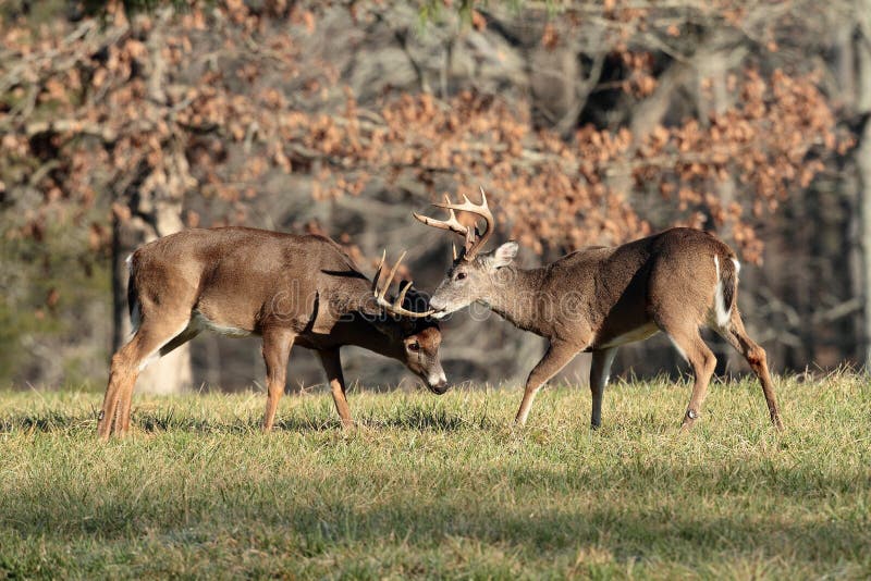 451 Whitetail Deer Fighting Stock Photos - Free & Royalty-Free Stock ...
