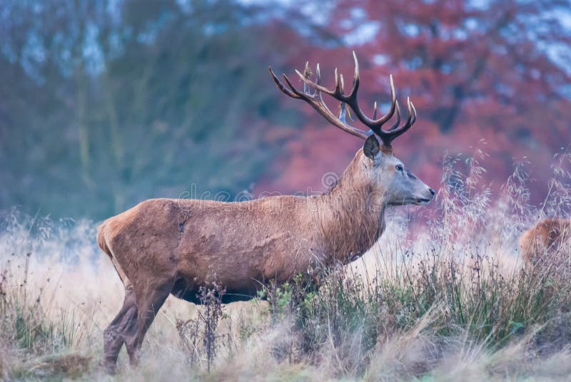 Dear stock photo. Image of appalachian, rack, ungulate - 47850304