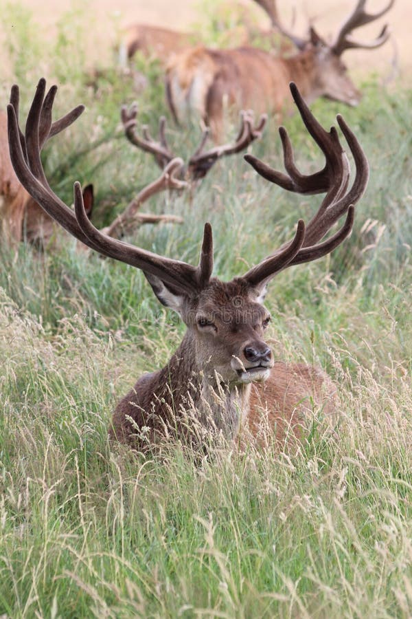 Dear stock image. Image of buck, archery, rack, habitat - 74197823