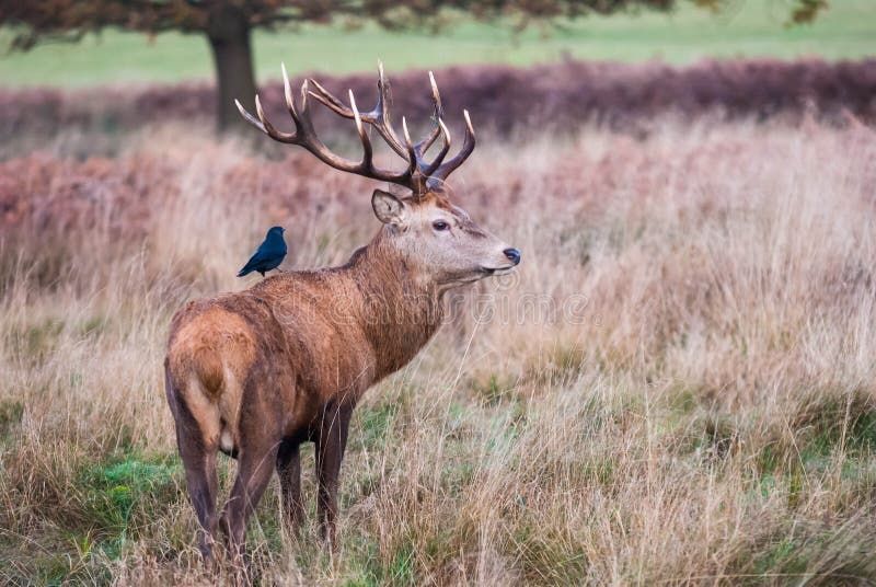 Dear stock photo. Image of habitat, hunter, antler, appalachian - 47850302