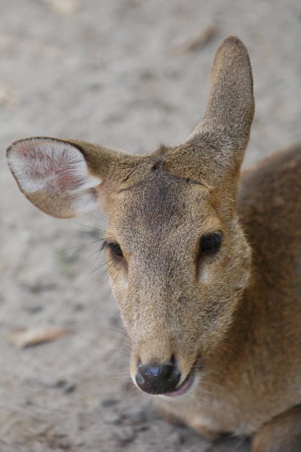 The dear stock photo. Image of dear, cultural, bunny - 84169954