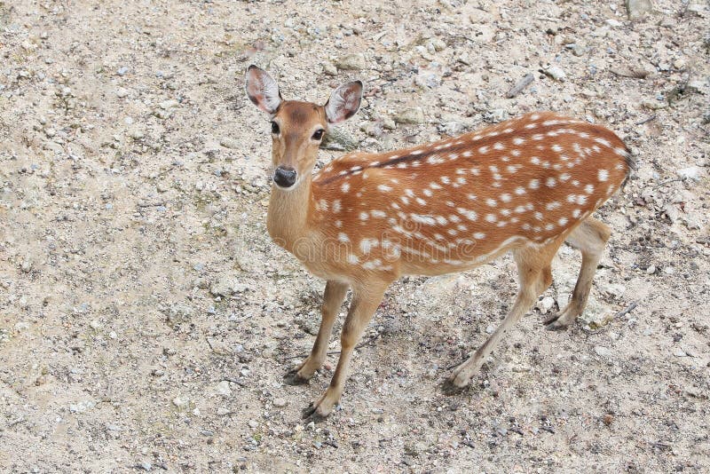 Dear stock image. Image of nature, dear, life, animal - 42906859