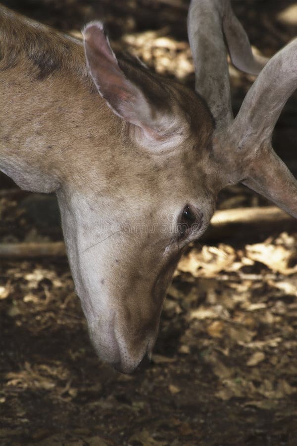 A dear in a zoo stock photo. Image of natural, climate - 92776602
