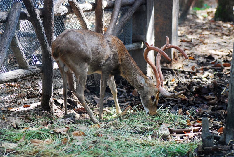 Dear in zoo stock image. Image of eating, nature, odocoileus - 54752429