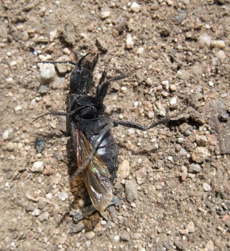 Deat beetle stock photo. Image of animal, lying, death - 24674078