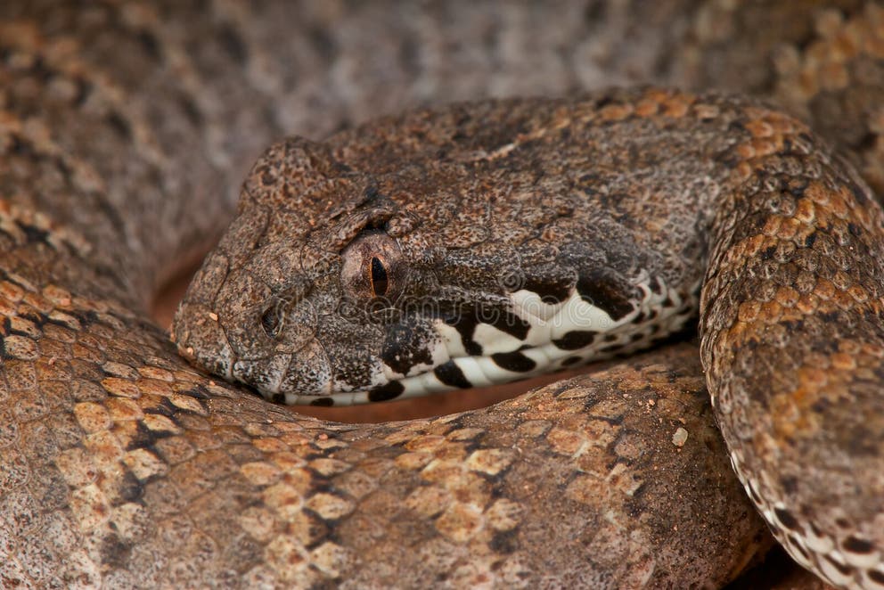 Death adder stock image. Image of reptiles, death, venomous - 24487603