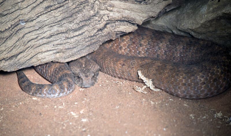 The Death Adder is Taking Shelter Under a Log Stock Image - Image of ...