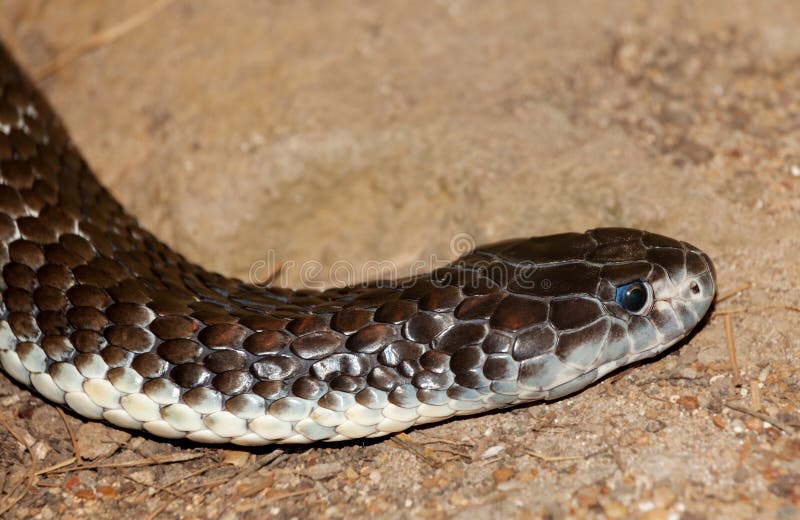 Death adder stock image. Image of reptiles, death, venomous - 24487603