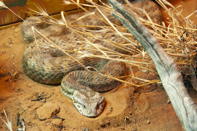 Death Adder Snake stock photo. Image of deadly, eyes - 250183338
