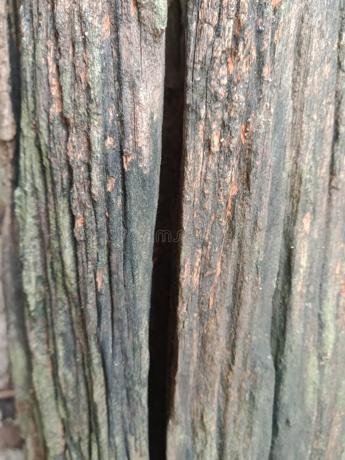 The Death of Big Tree, but the Beauty Can Still Be Seen. Stock Image ...