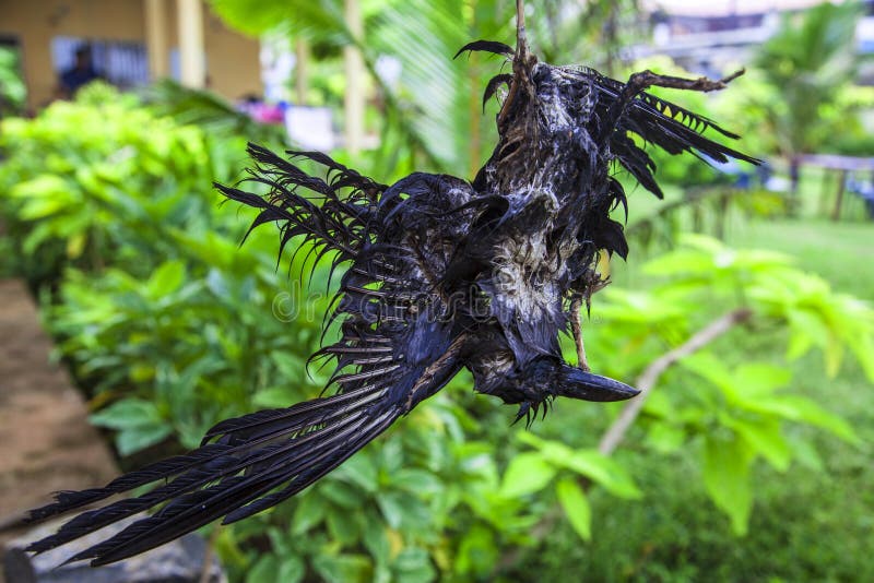 A Death Bird is Hanging Death in the Rope Stock Photo - Image of ...