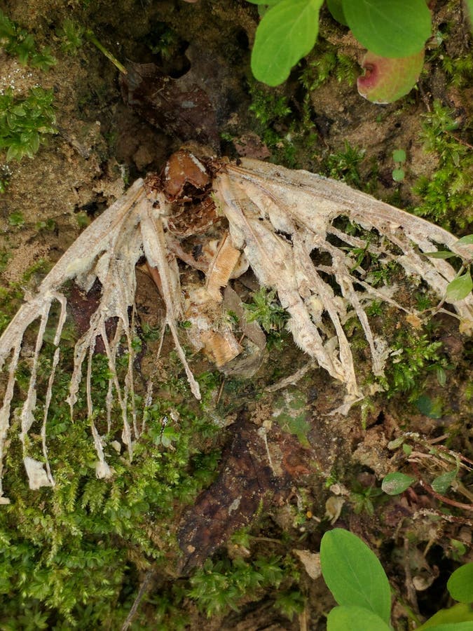 Death of a butterfly stock photo. Image of decaying, green - 98213932