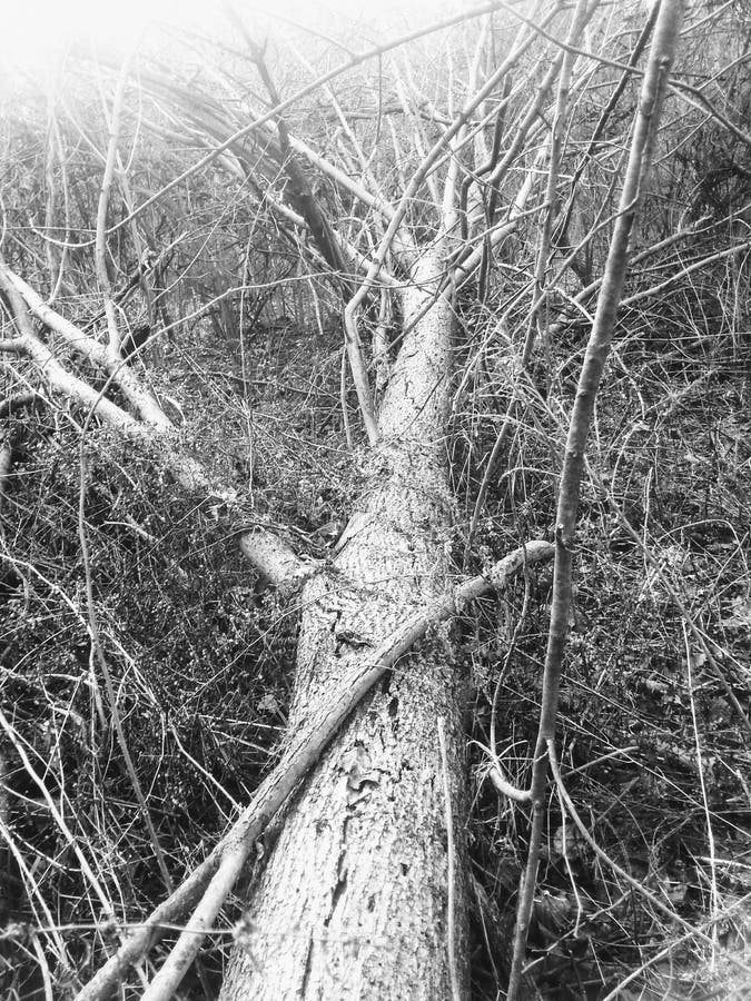 Death can be beautiful stock image. Image of beautiful - 139131277