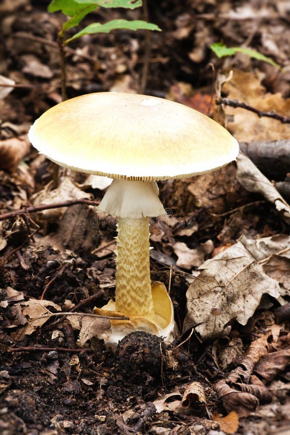 Death cap stock photo. Image of brown, death, growing - 17268424