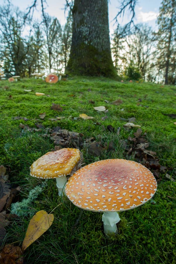 Death cap stock image. Image of plate, fungus, wilderness - 184507579