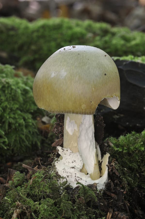 Death cap stock photo. Image of brown, death, growing - 17268424