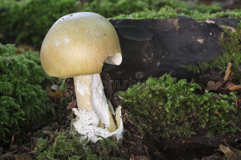 2,570 Death Cap Mushroom Stock Photos - Free & Royalty-Free Stock ...