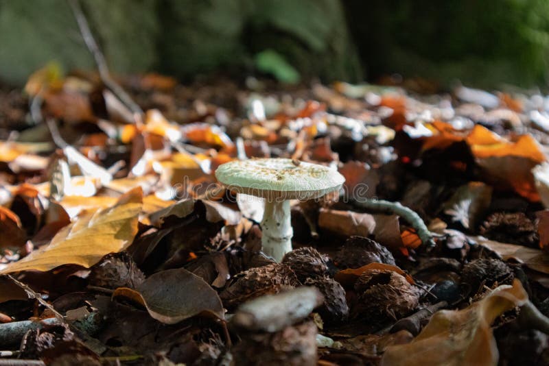 Death Cap Fungi on the Ground in the Autumn Forest Stock Image - Image ...