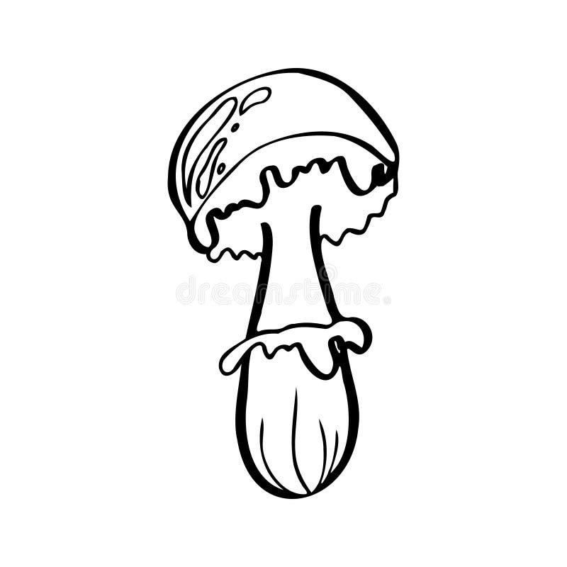 Mushroom Death Cap Stock Illustrations – 410 Mushroom Death Cap Stock ...