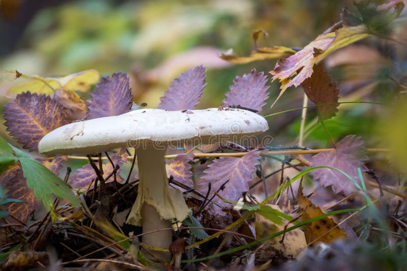 Death cap mushroom stock image. Image of green, deadly - 88812055