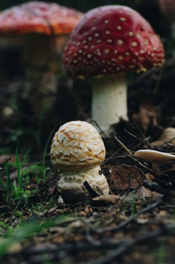 Death Cap Mushroom stock photo. Image of macro, toadstool - 112436324