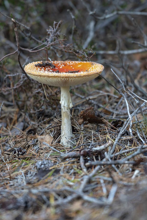 Death cap stock image. Image of danger, brown, fungus - 4827031