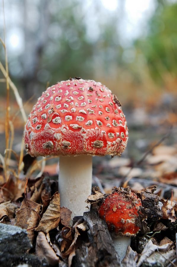 Death caps stock image. Image of autumn, spawn, fungus - 11355301