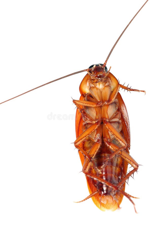 Cockroach side-view stock image. Image of cockroach, reflection - 7585017