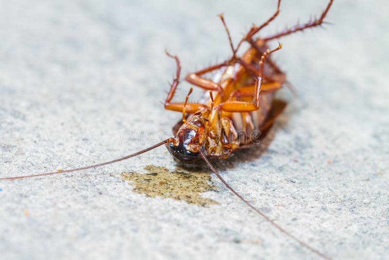 Death cockroach stock image. Image of black, dead, macro - 38942057