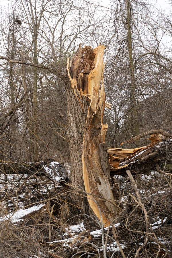 Death of a Tree in the Forest Stock Photo - Image of catastrophic ...