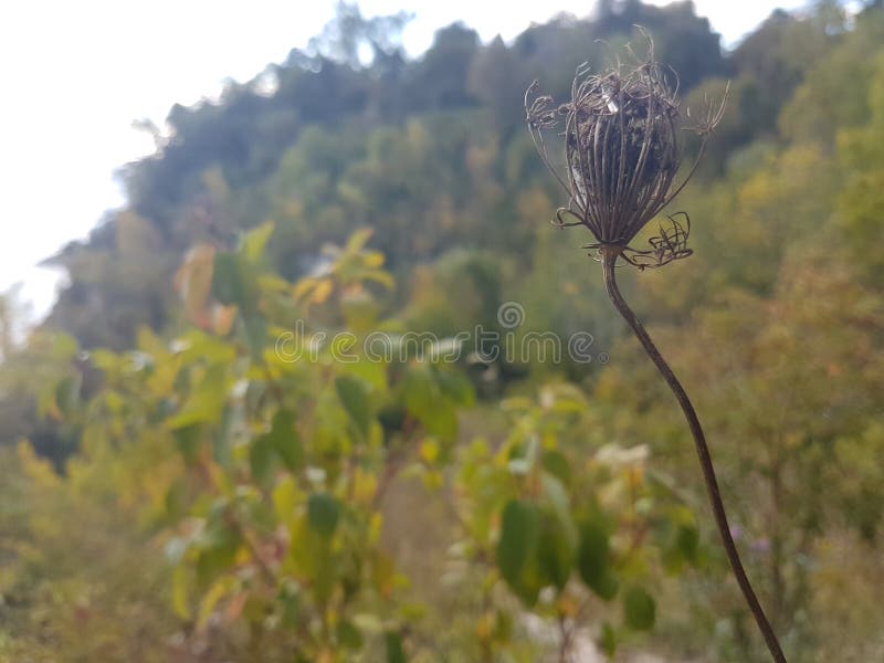 Death of the flower stock image. Image of flower, death - 78813365